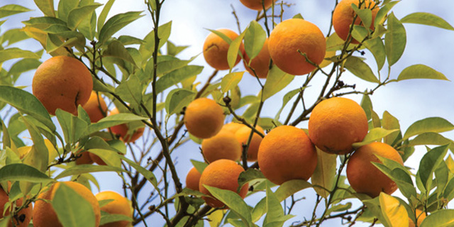 Para Que Sirve La Planta Medicinal Naranjo Agrio Plantă Blog