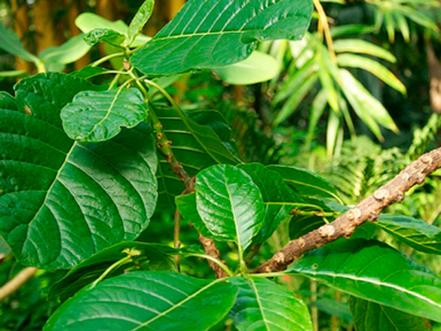 Botanical Index - Dietmed